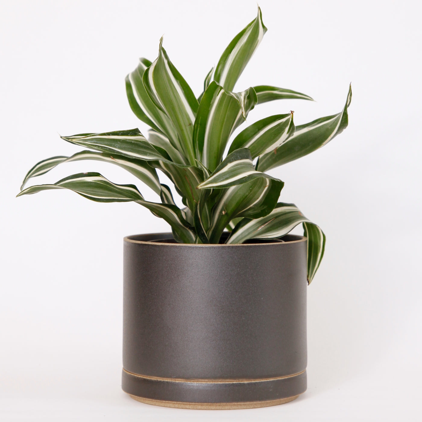 Hasami Porcelain Large Planter and Saucer Set in Black - Batten Home